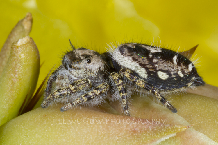 It's all arachnid-y in here | Focusing on Wildlife