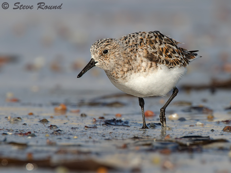 Steve Round Wildlife Photography: Sanderlings