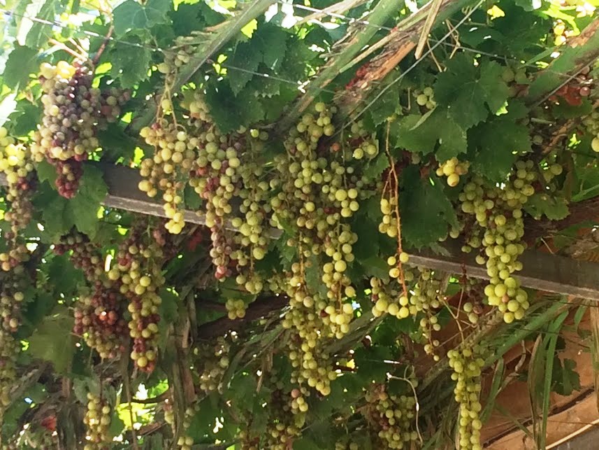 Patrick Comerford: Sunday intercessions on 20 September 2020 (Trinity XV)