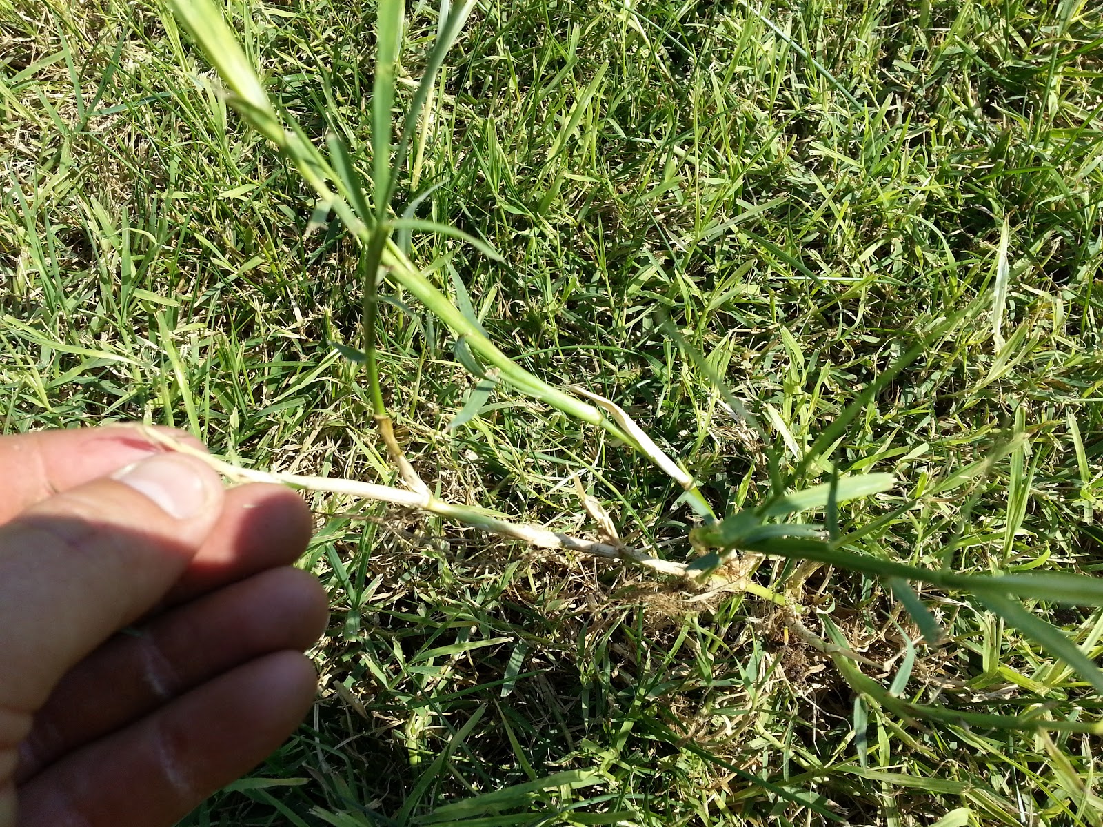 Iaturf Bermudagrass Control