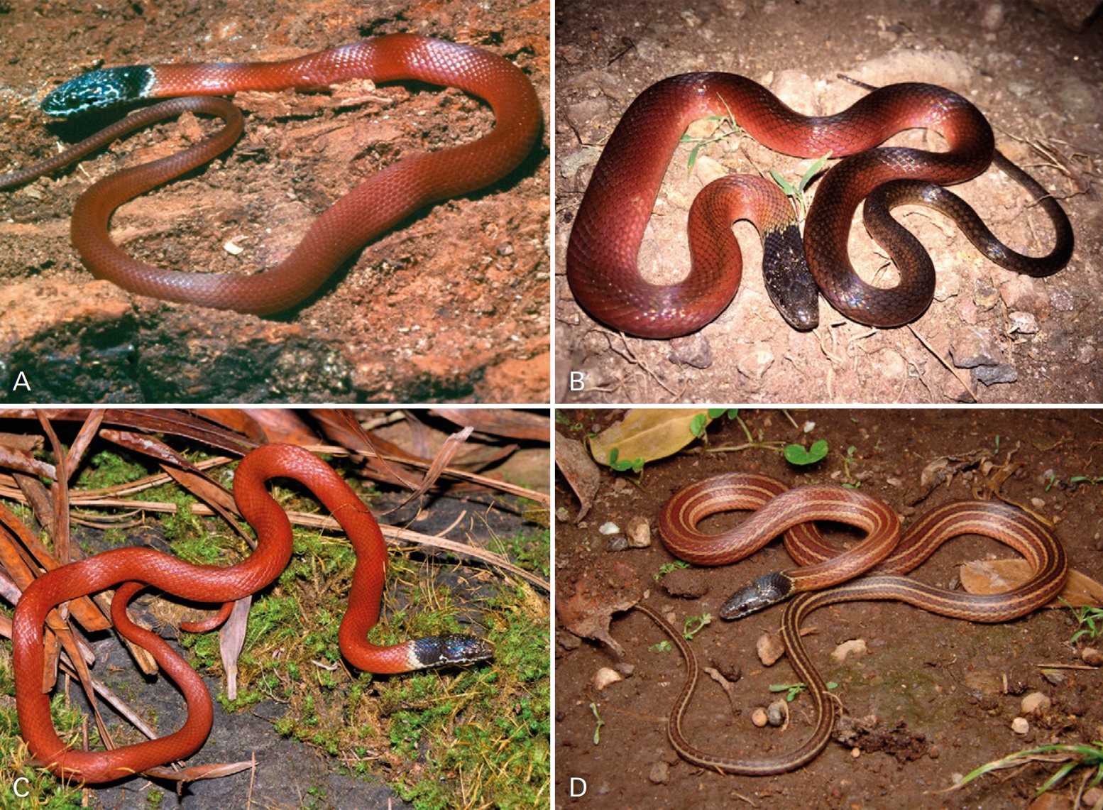 Species New to Science: [Herpetology • 2020] Taxonomic Revision and ...