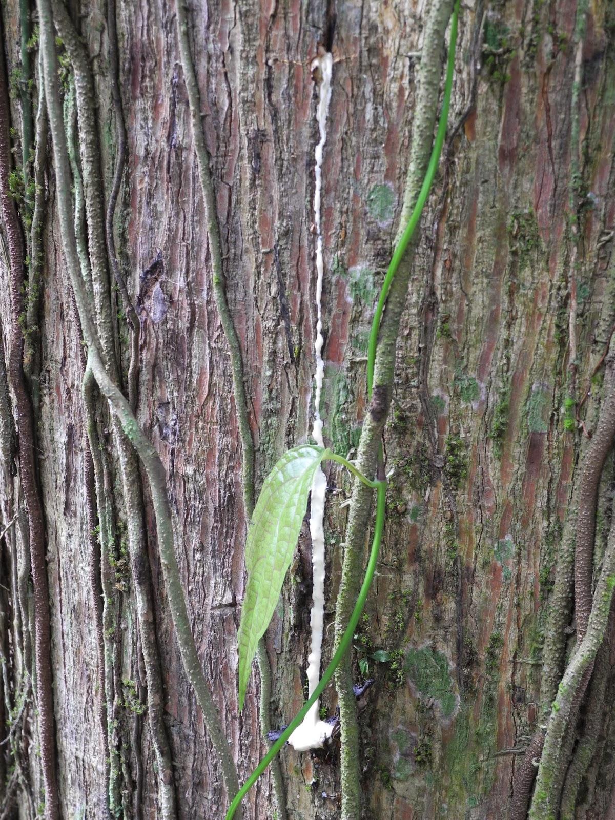 The Phytophactor: Castilla rubber