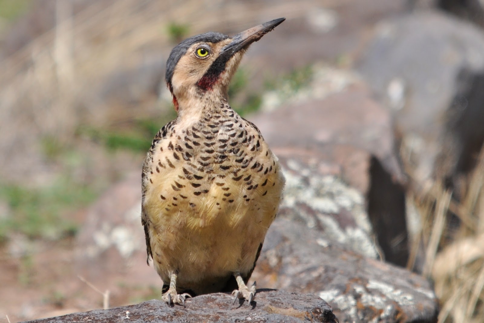 Woodpeckers of the World: Picid in Focus: Andean Flicker
