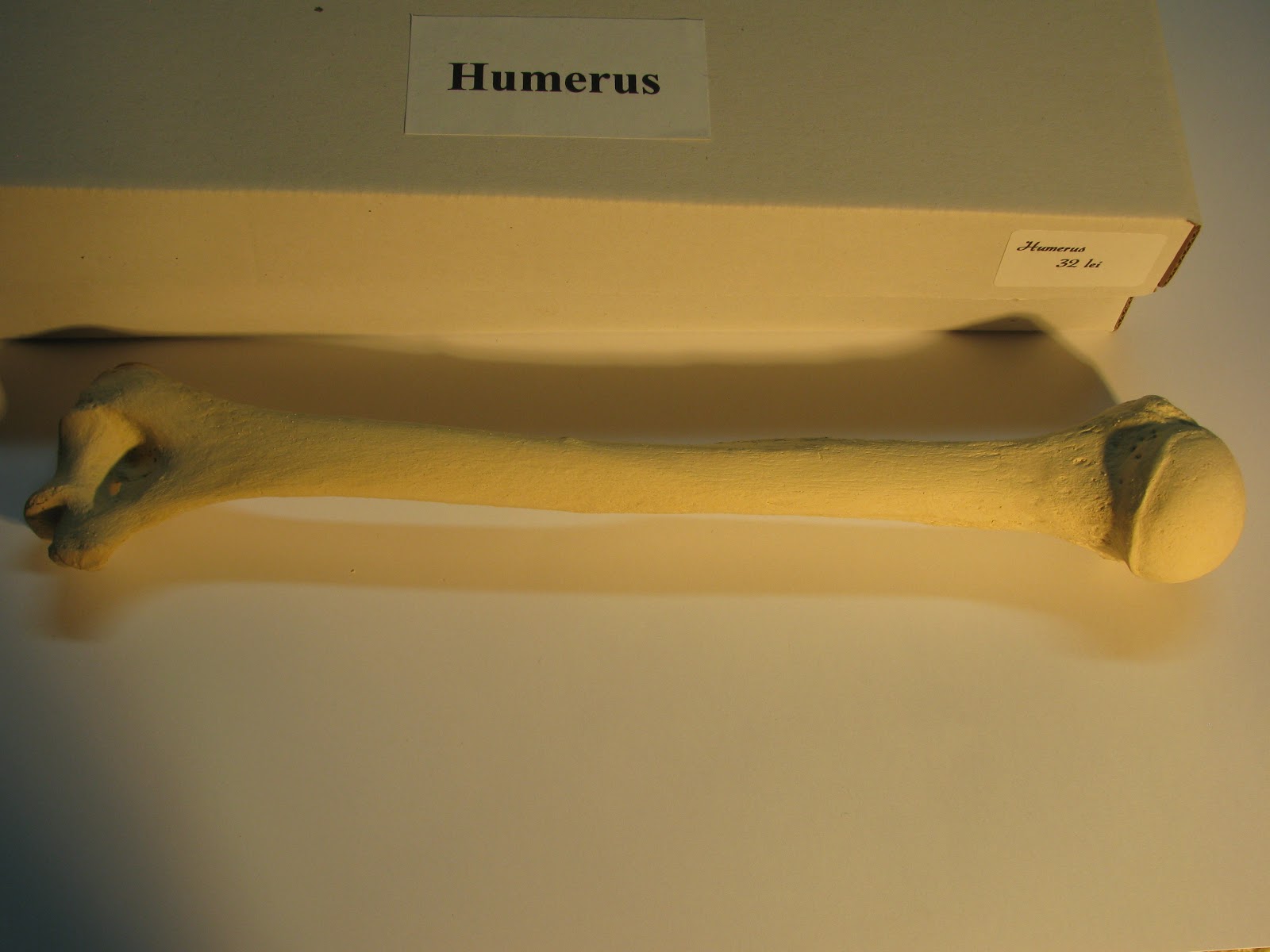 oase gips: Humerus