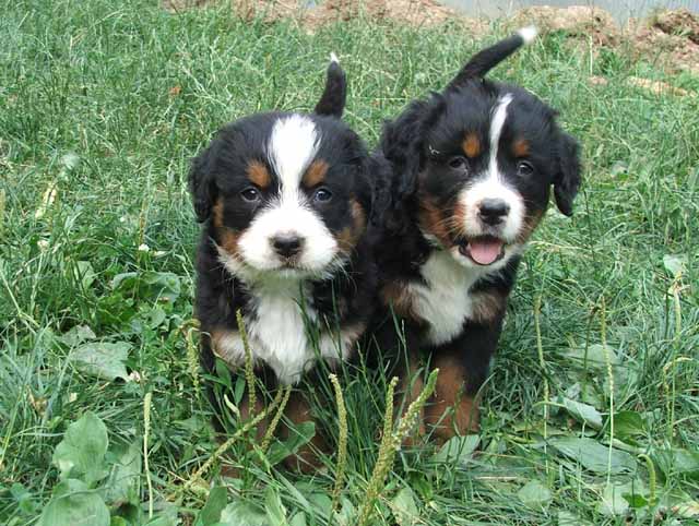 Puppy Pictures and Information