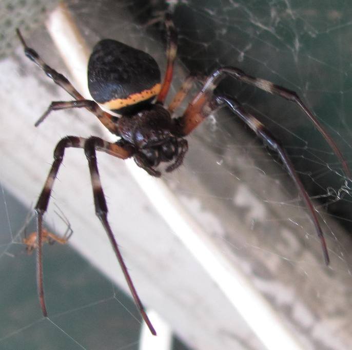 Kenyan Spiders: GOLDEN ORB WEB SPIDERS - Family Nephilidae