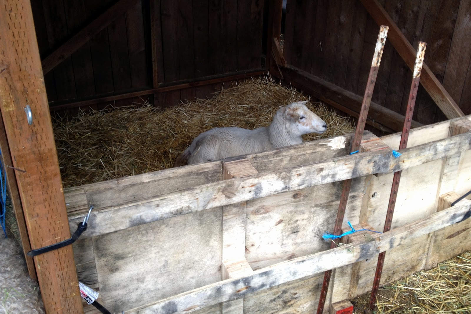 BCxFour: Birth of a Lamb