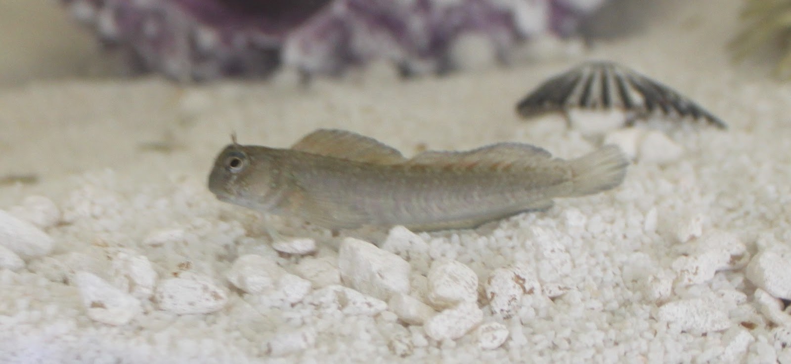 Aloha Norden: Zebra Rockskipper, Istiblennius zebra