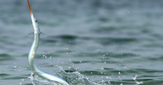 Gevaarlijke Vissen: Geep