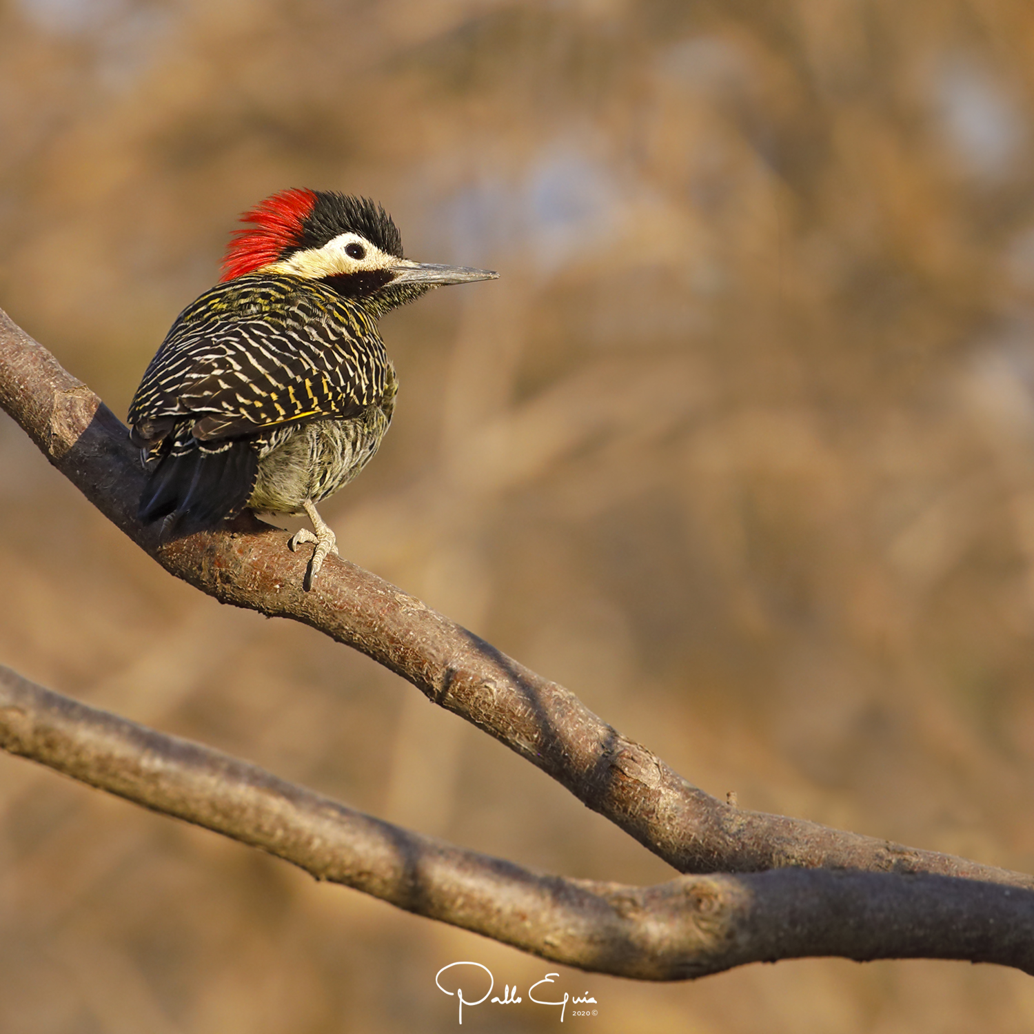 mis fotos de aves: Colaptes melanolaimus Carpintero Real Golden ...