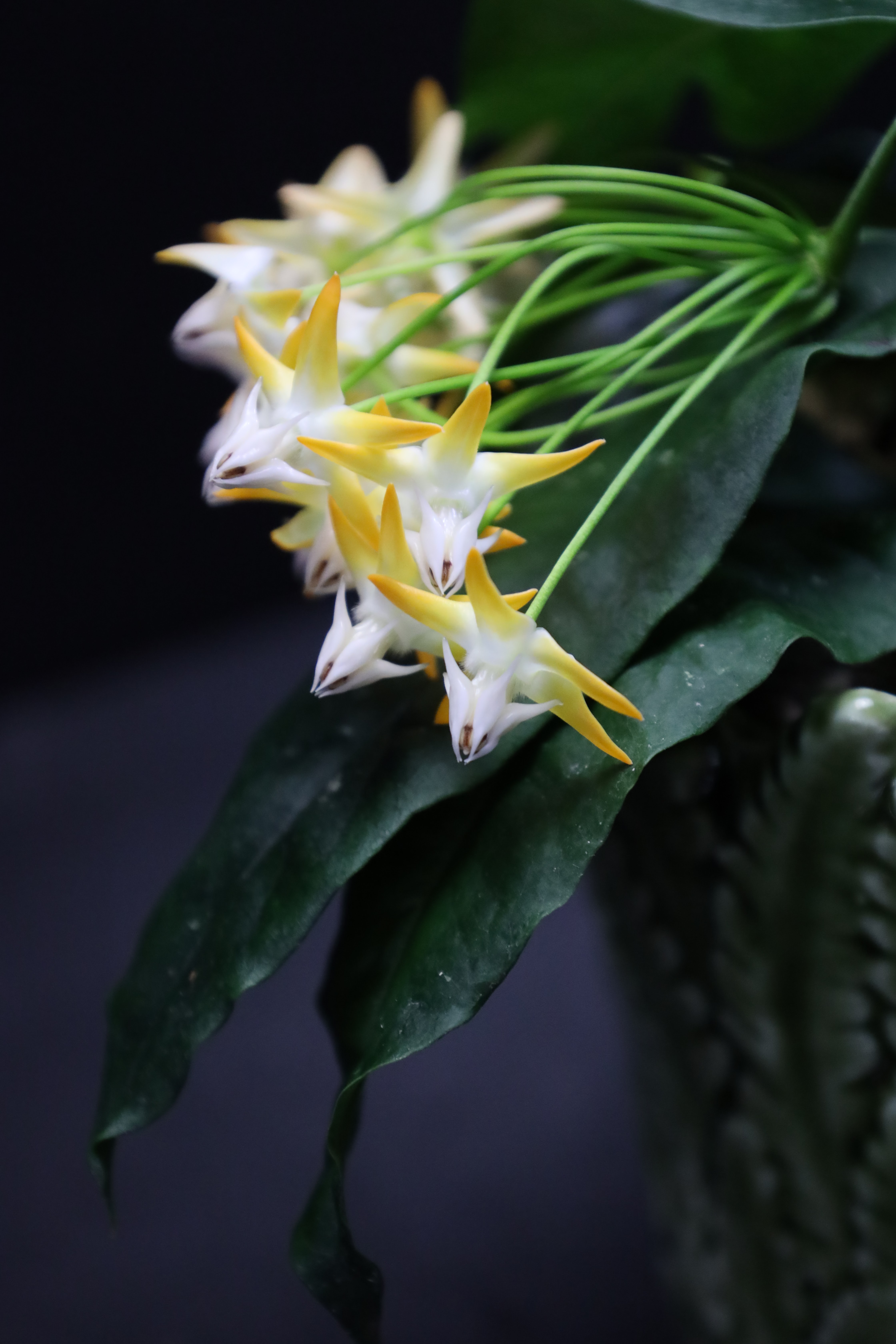 Hoyapassion: Hoya multiflora SV406 ( orange flowers )