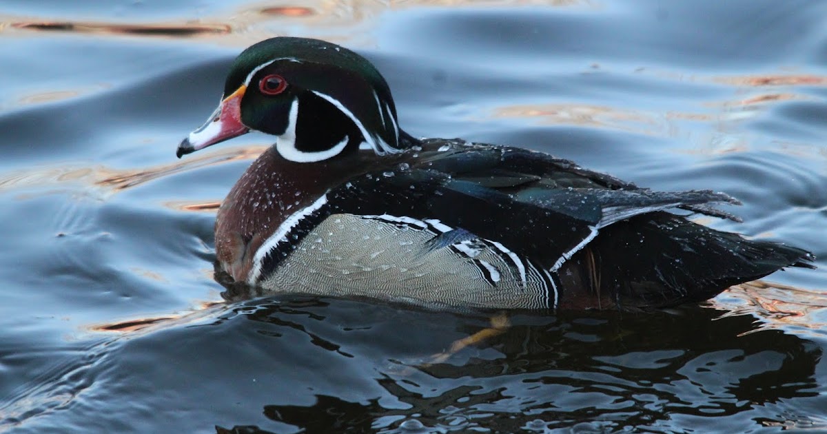 Southern New England Outdoor and Nature Site: An Odd Duck