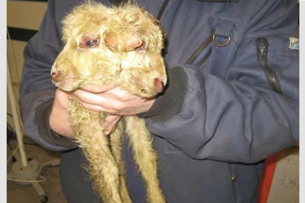 10 of the Rare and Bizarre Two-Headed Animals ~ Eyes-Popping | News ...