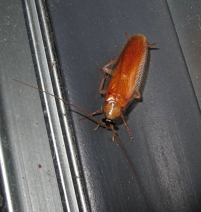 Esperance Fauna: Winged Cockroach - Balta sp.