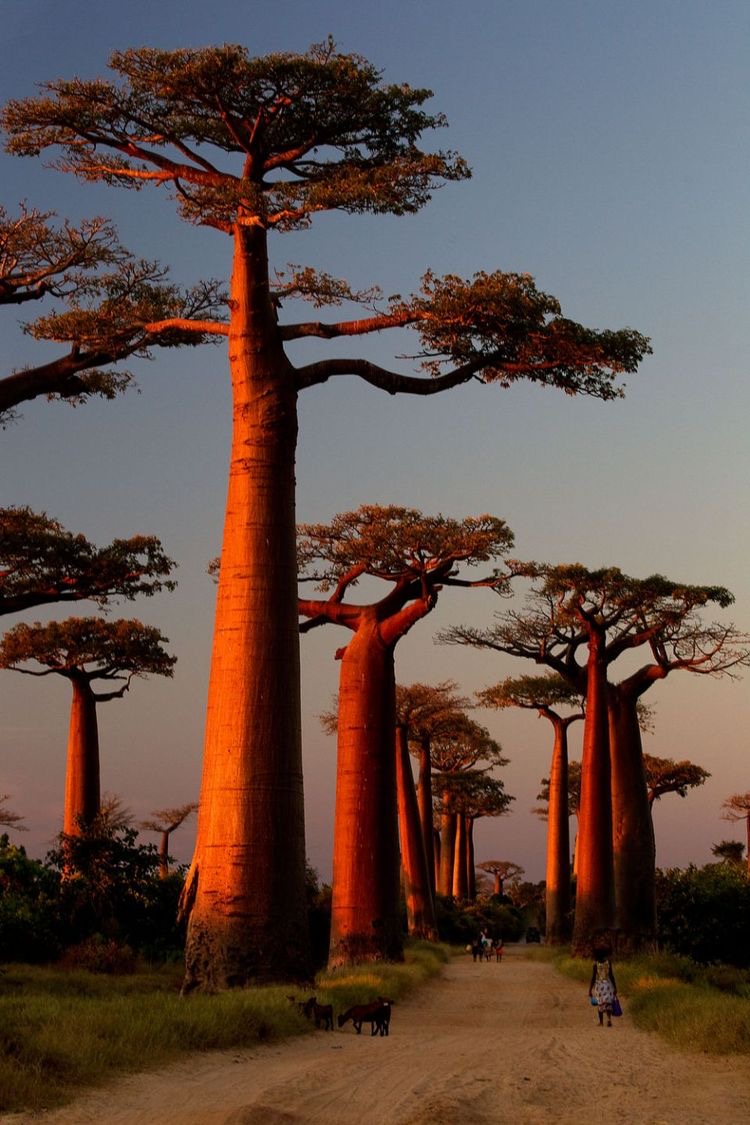 Baobá | Adansonia, Embondeiro, Calabaceira