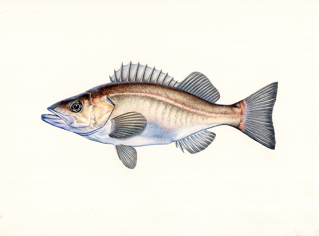 Drawings & Scientific Illustration of Nature, by Marcos Oliveira: May 2012