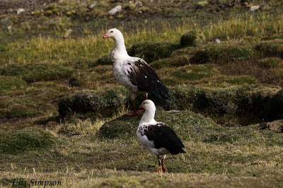 Rick Simpson Birding: Day two in the Andes: Marcapomacocha.
