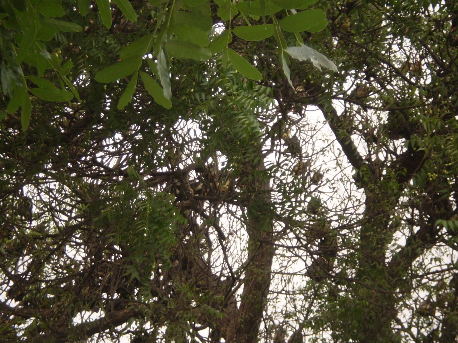 Ghana With The Wind: The Flora and Fauna of the Accra, West Africa Region