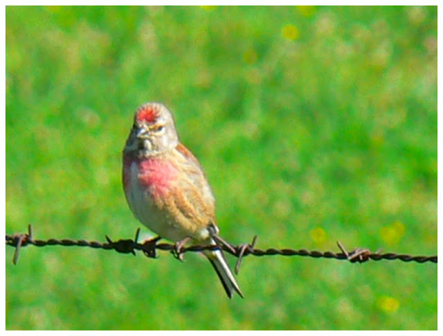 Tierra charra: Pardillo común
