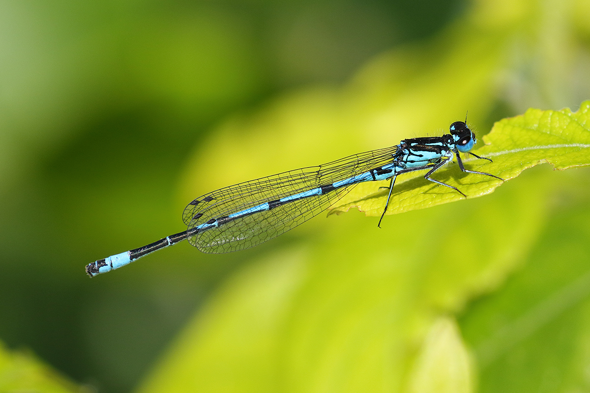 Northamptonshire Dragonflies: White-legged Damselflies and others