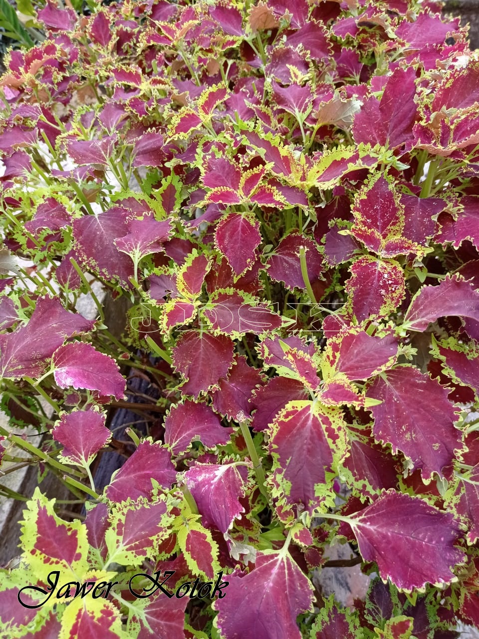 MANFAAT JAWER KOTOK BAGI KESEHATAN | JDSK