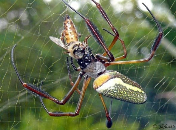 Imagenes de arañas: Fotografia araña en telaraña [20-3-17]