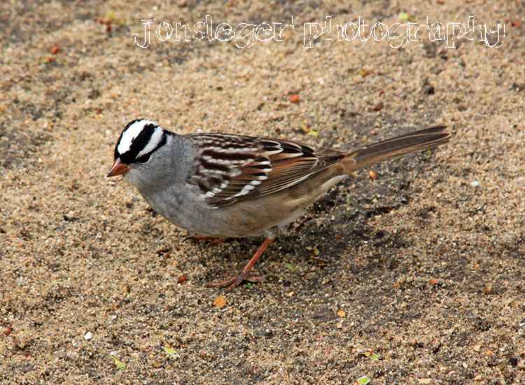 Northern Illinois Birder: White-crowned Sparrows; Early May Migration ...