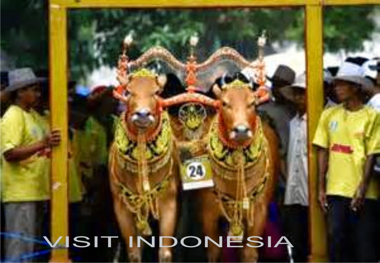 culture of INDONESIA: karapan sapi(cow racing)