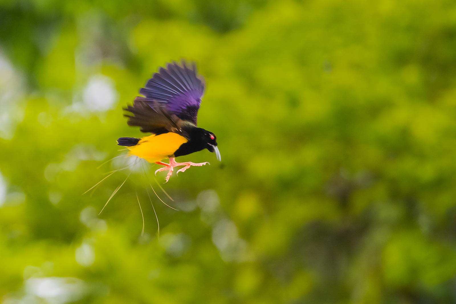 West Papua Birding trip