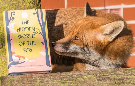 SS15 wildlife watching: Record from my flat - Red Fox (feet!)