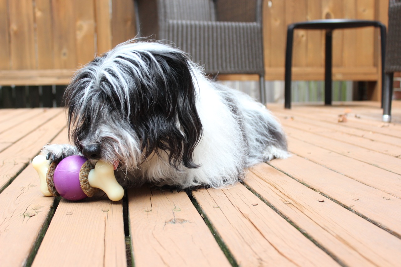 To Dog With Love: Entertain Your Pup With Busy Buddy and Lickety Stik ...