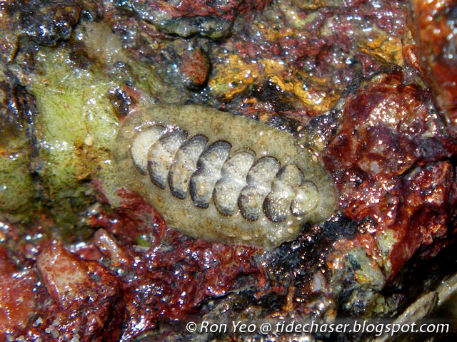 tHE tiDE cHAsER: Chitons (Phylum Mollusca: Class Polyplacophora) of ...