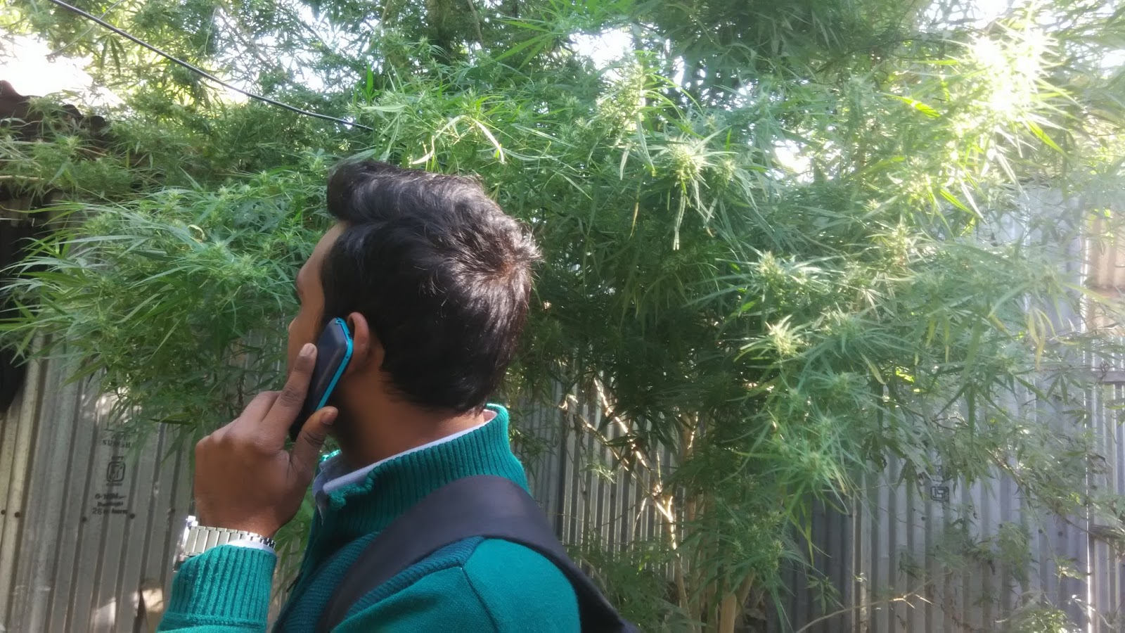 Weed Plant/ Marijuana Tree