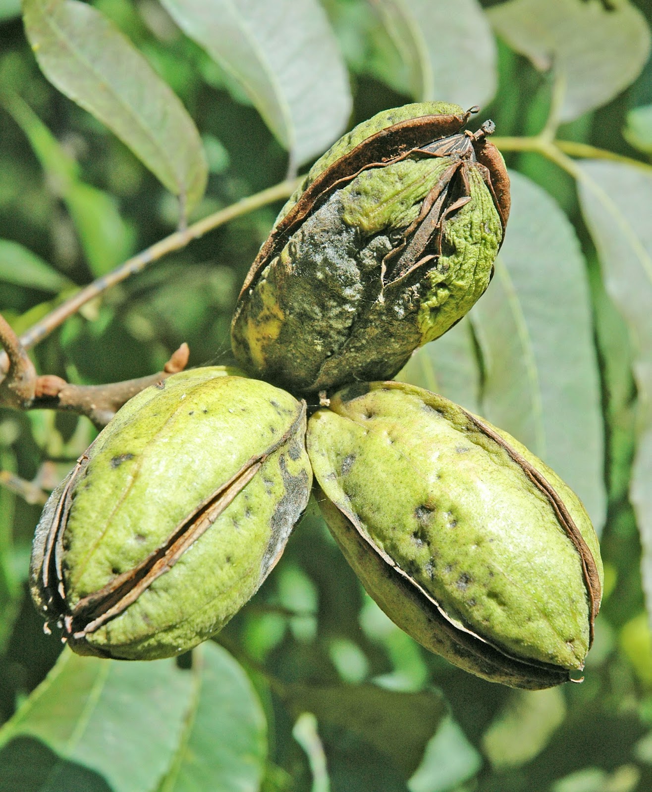 Northern Pecans: More early ripening pecan cultivars