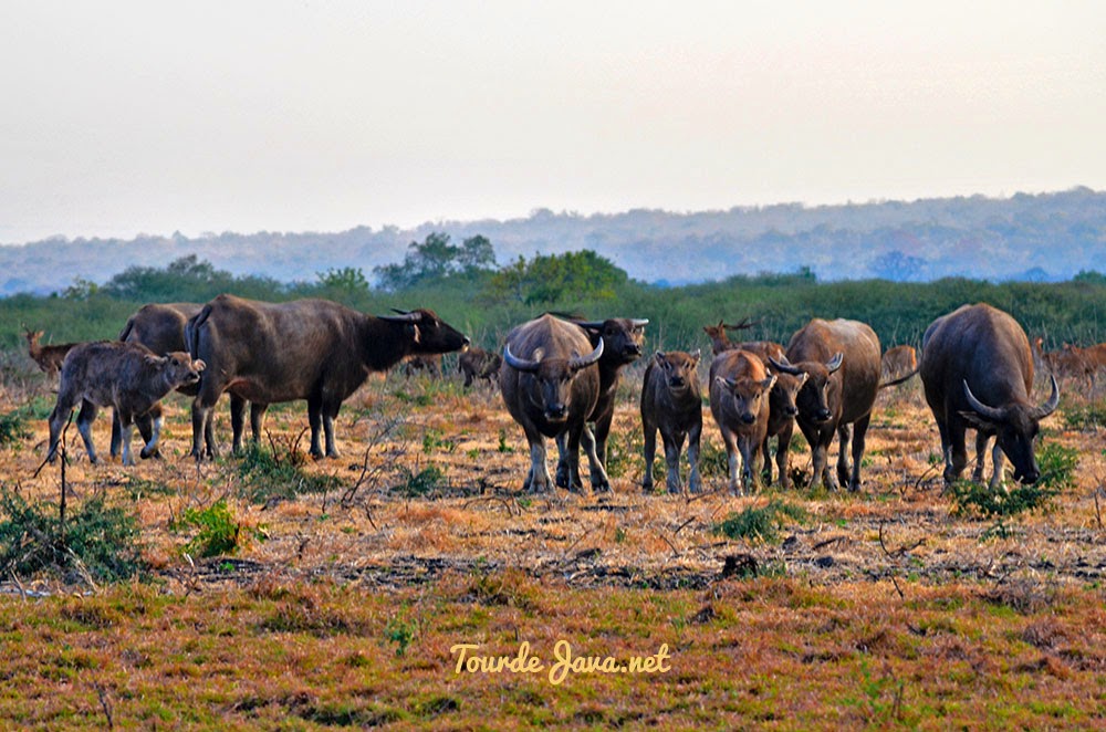 Lengkapi Petualangan Anda di Savana Baluran | Wisata Pulau Jawa