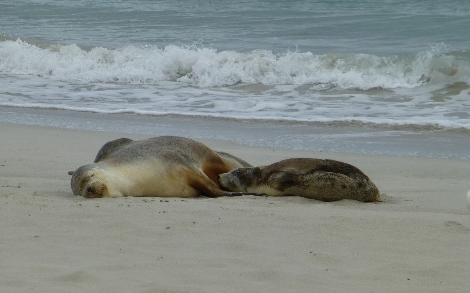 Snodge's subjective travel blog: Day 6 - KI - The Marron Cafe, Island ...