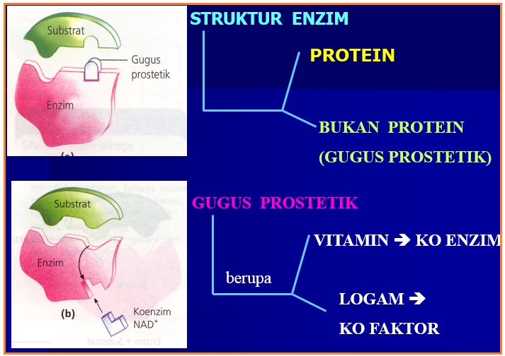 BIOLOGI GONZAGA: ENZIM DAN KARAKTERNYA