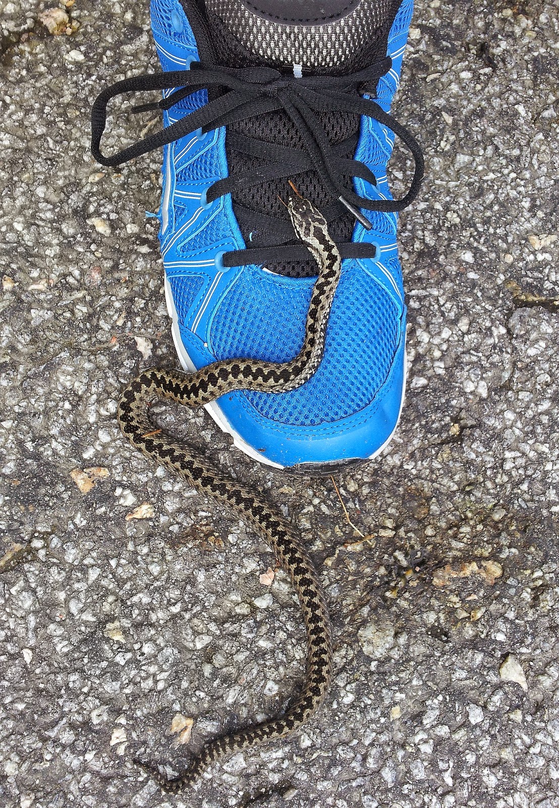 Huggorm Snok - Vilda ormars dygnsrytm och leverne? - 19: Ormar ...