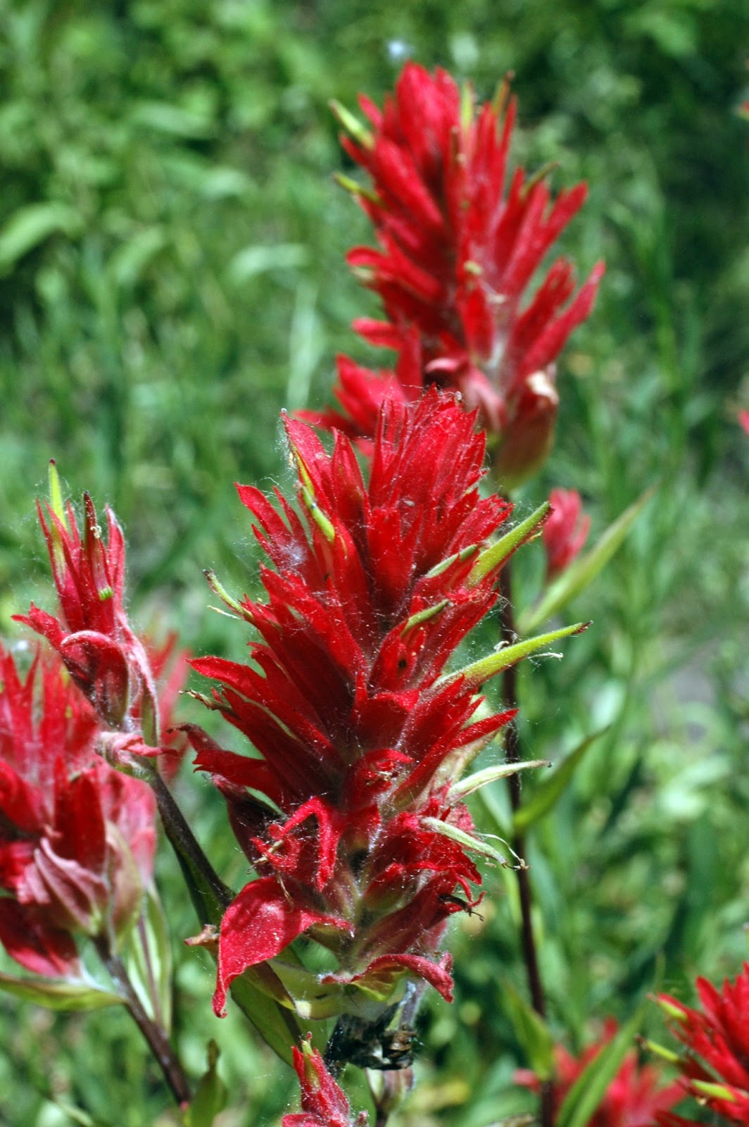 Flora and Fauna in the West: Wildflowers of Yellowstone and Grand Teton