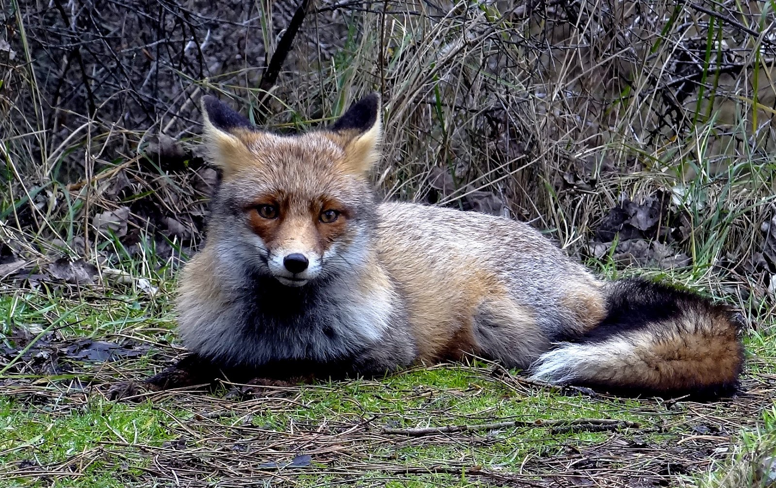 CEES BUITENDIJK PHOTOGRAPHY: FOX S EYES