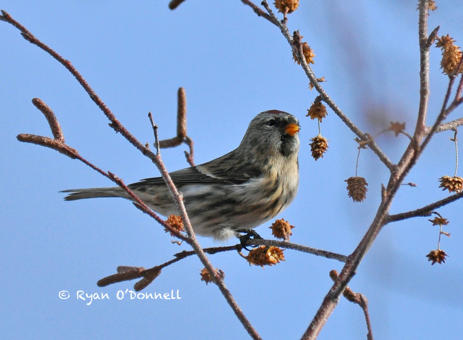 Utah Birders | Birding Blog, Utah Birds, Utah Birding, Utah Bird ID ...