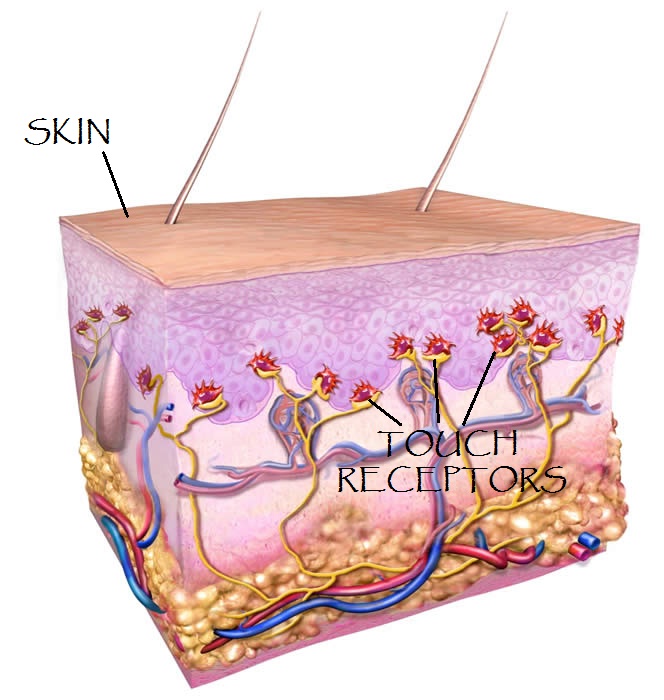 CIUDAD DE CÓRDOBA 3º SCIENCE BLOG: October 2012