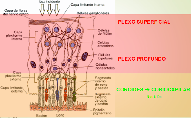 Cátedra N° 07 - Fundamento y fases del angiograma