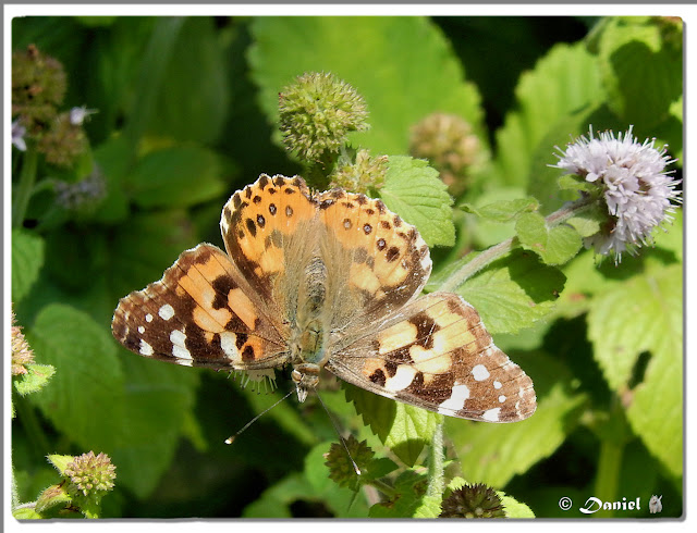 Photos Daniel: Insecte