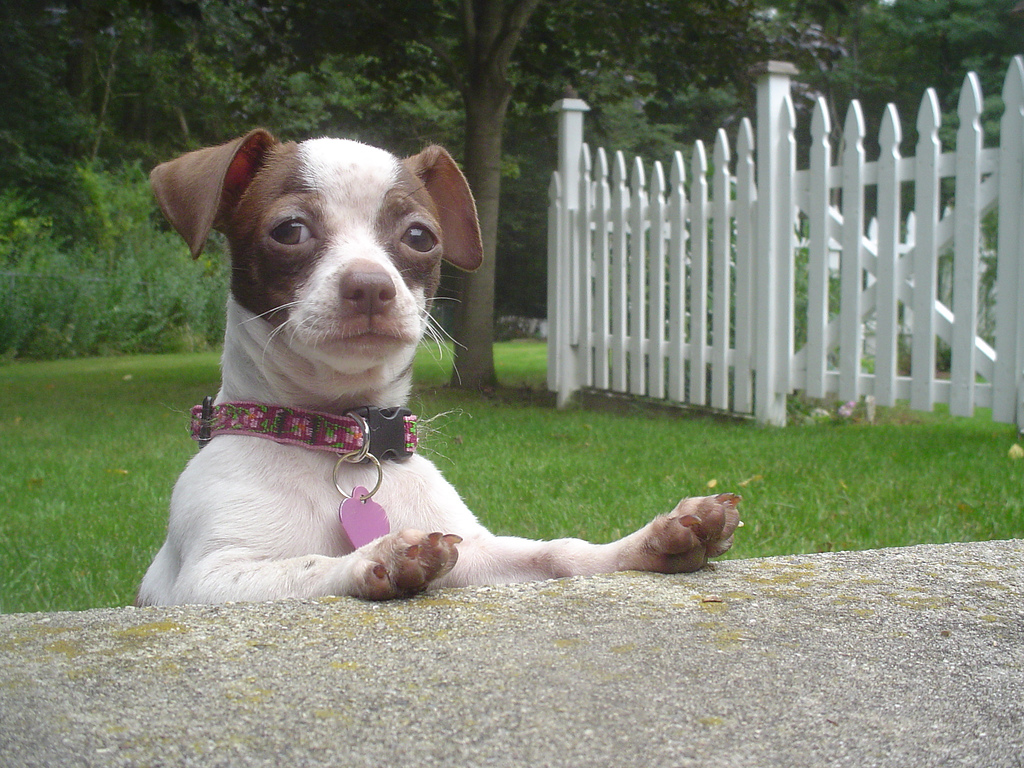 Musings of a Biologist and Dog Lover: January 2012