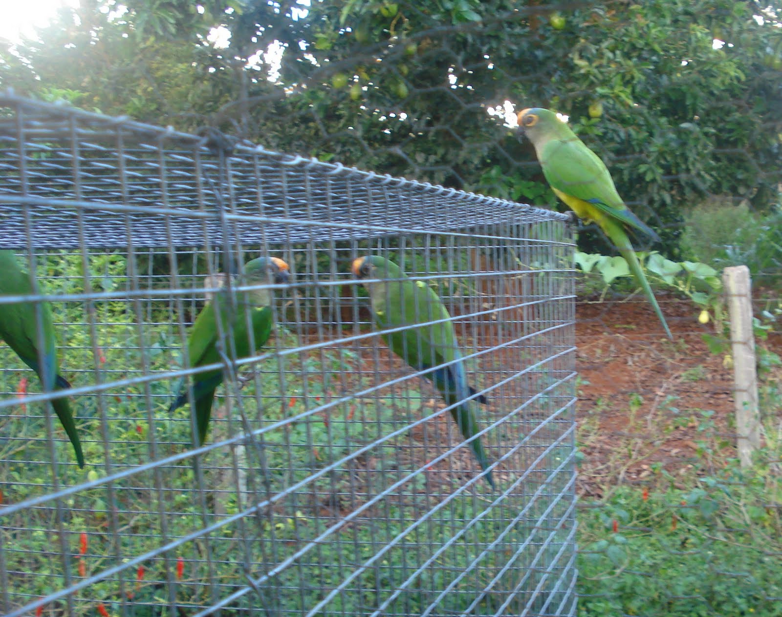 CRIADOURO MANDARIM: ARATINGA AUREA (PERIQUITO REI)