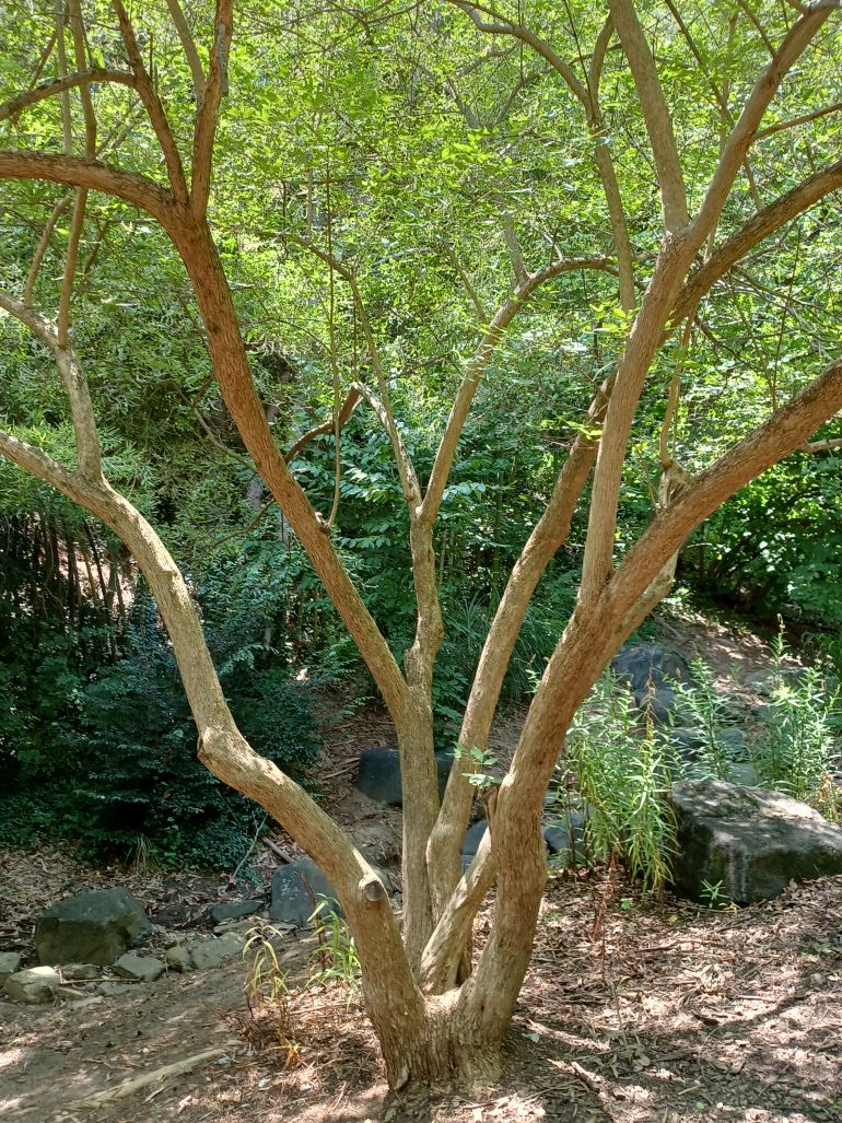 Future Plants by Randy Stewart: Vitex - the Chaste Tree family