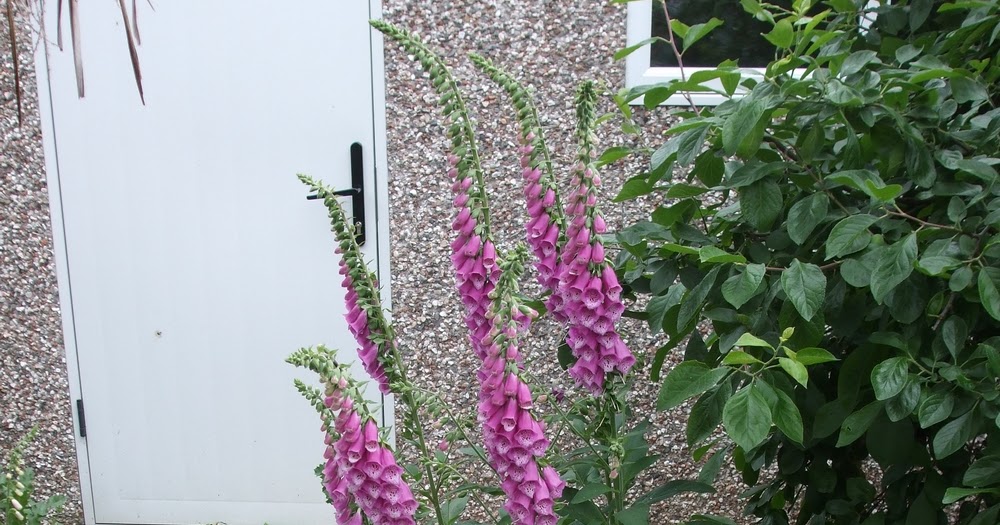 spud blog: Multi-stemmed foxglove