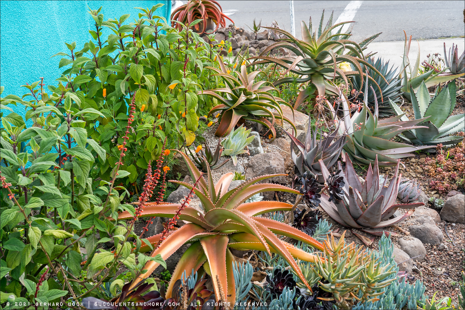 John B's amazing urban aloe garden