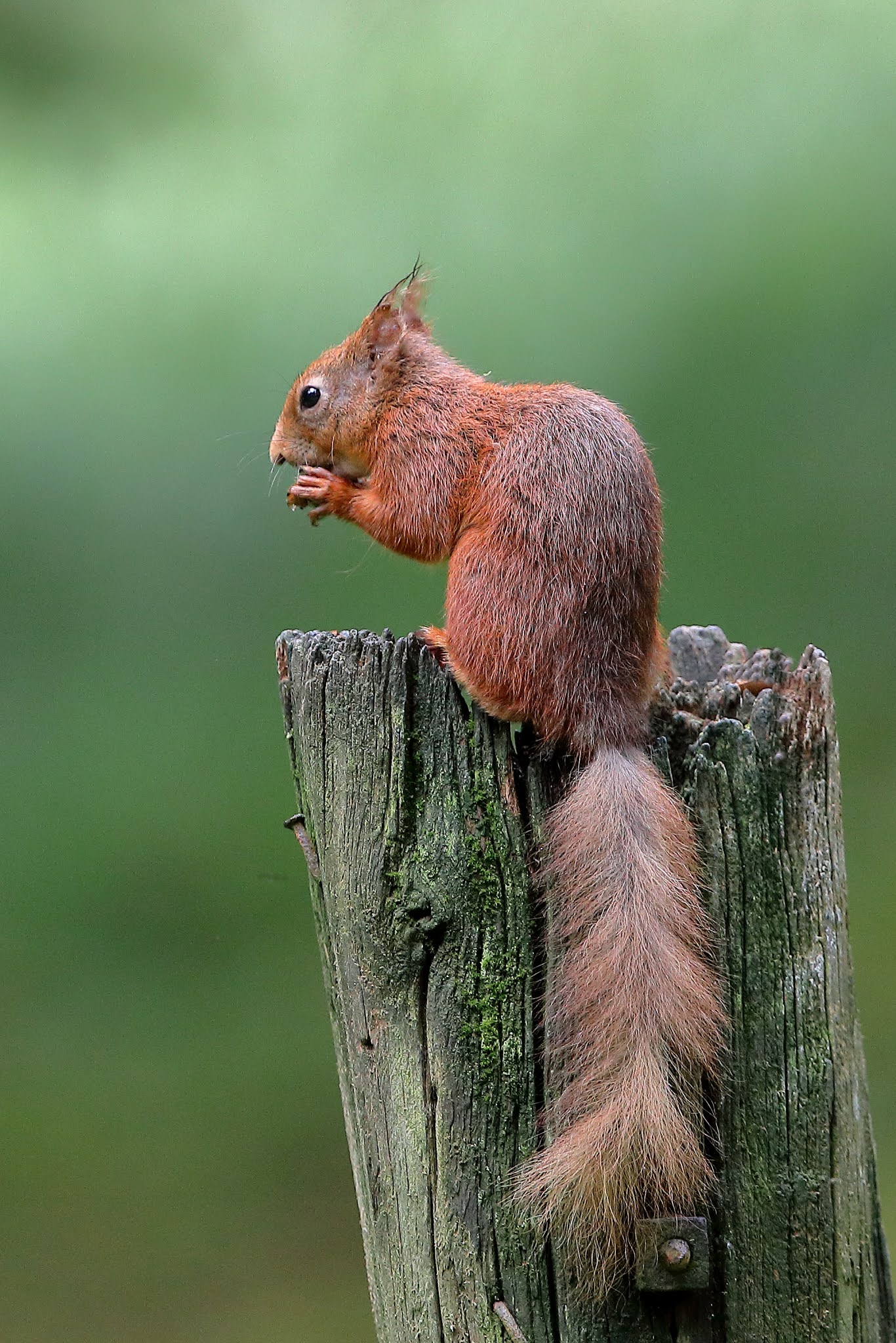 PETER'S PORTFOLIO..............Bird & Wildlife Photography